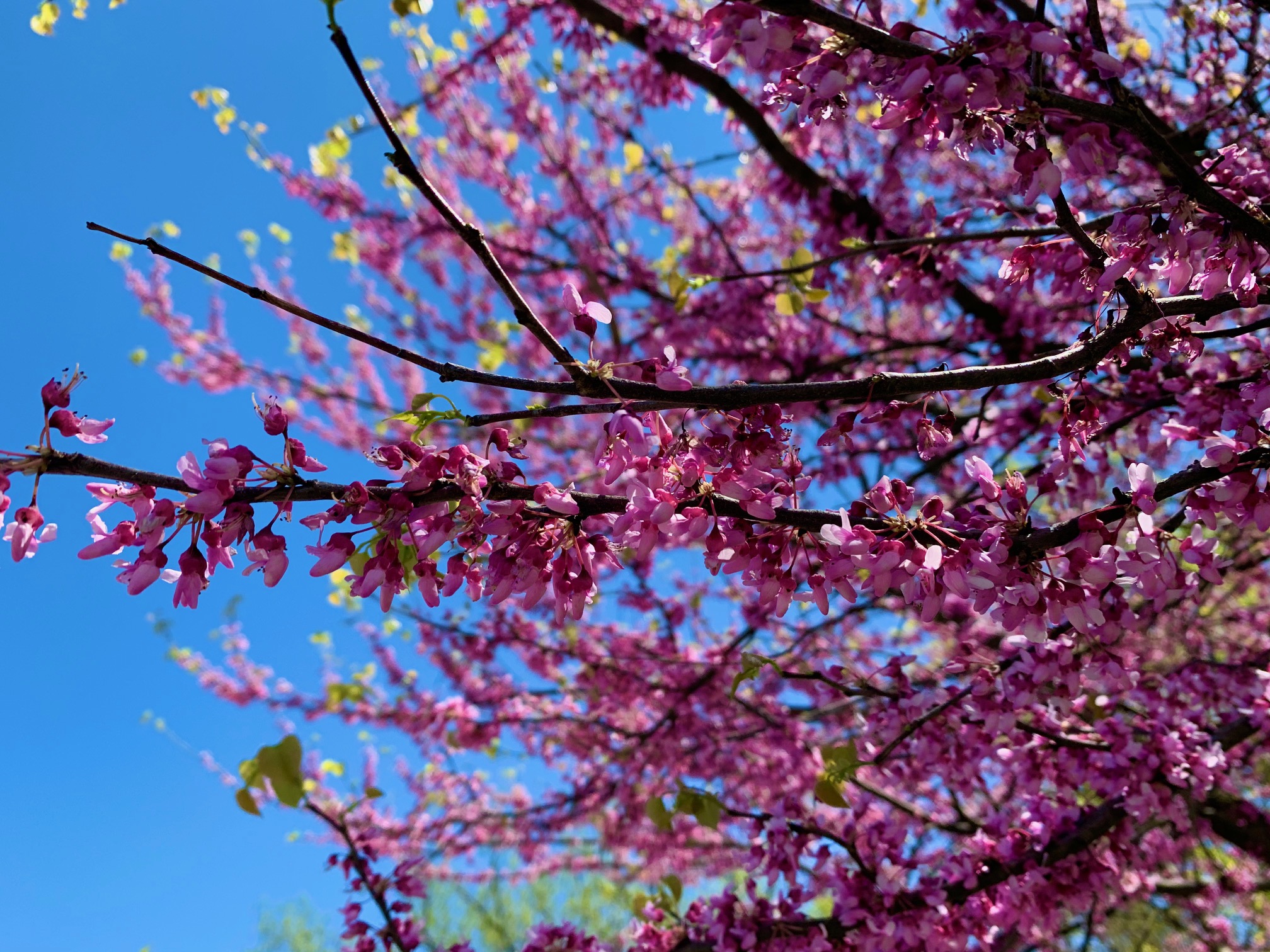 10-Minute Pink Grapefruit Curd | finding time for cooking